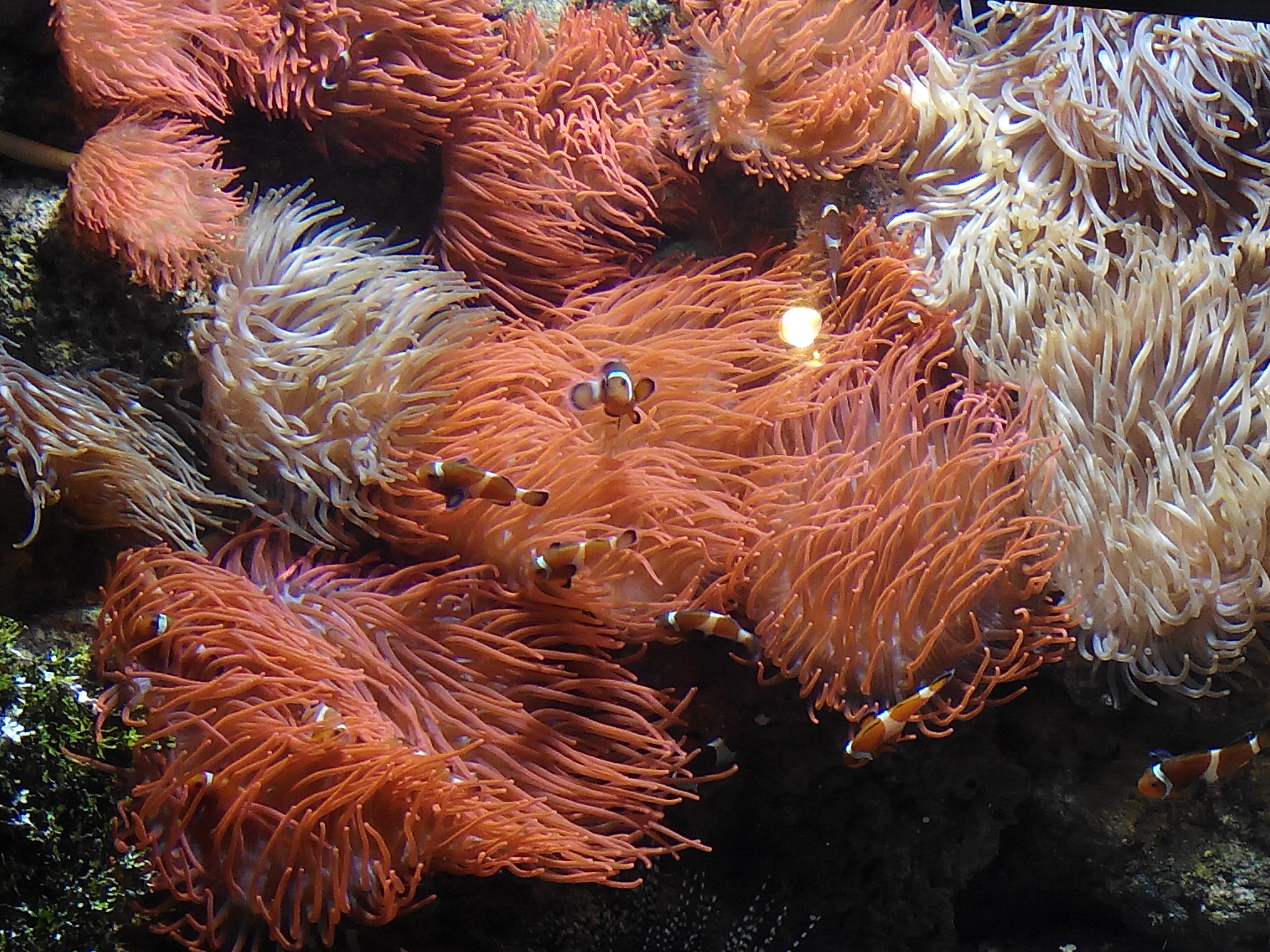 Underwater displays inside the Genoa Aquarium