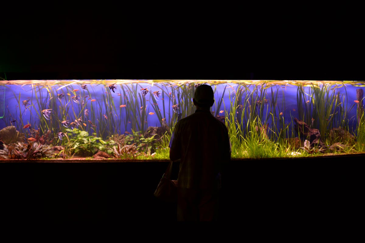 Person watching fish in a large aquarium exhibit