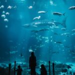 Silhouetted visitors watching sharks swim in a large blue aquarium tank