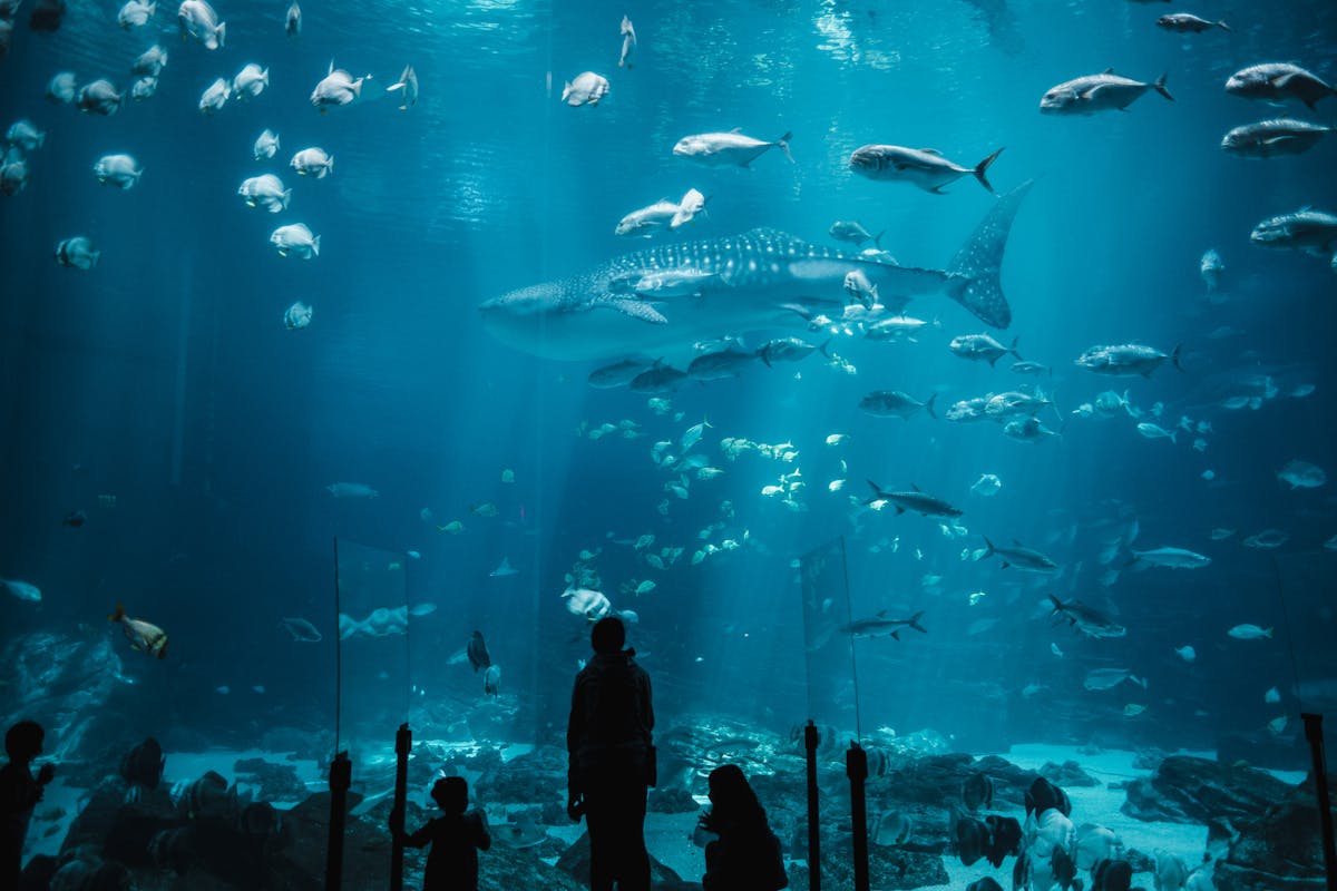 Silhouetted visitors watching sharks swim in a large blue aquarium tank