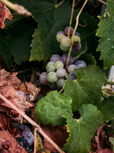 Clusters of grapes among autumn leaves at a Spanish vineyard