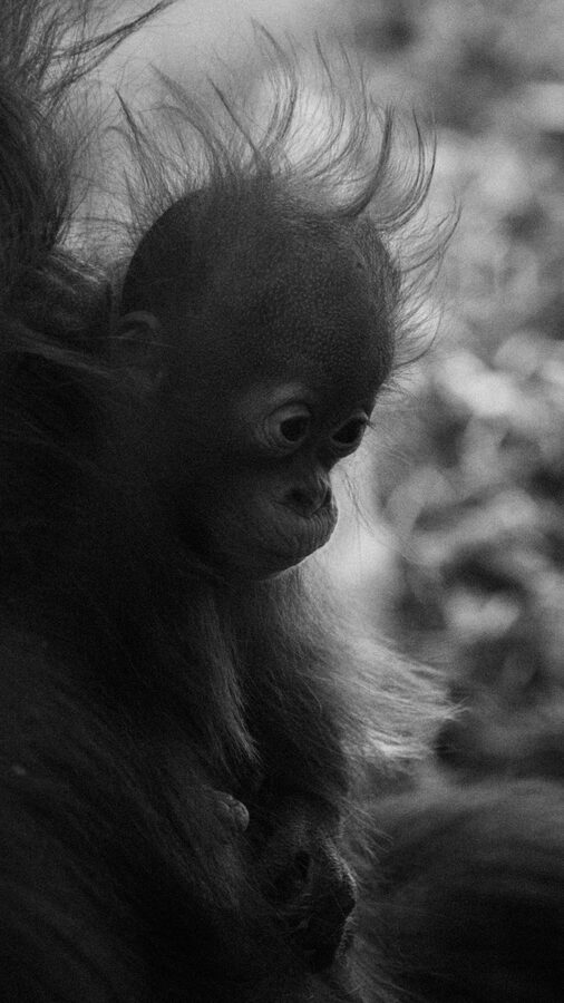 Young orangutan with wild fluffy hair looking at camera in black and white