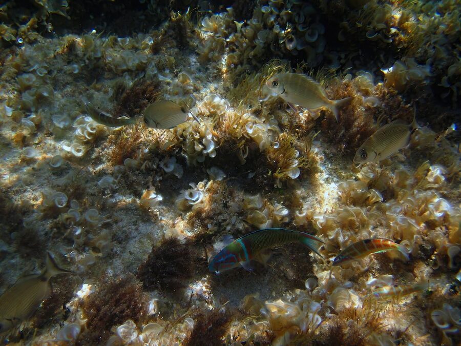 Marine life swimming among seaweed in the Balearic Islands Spain