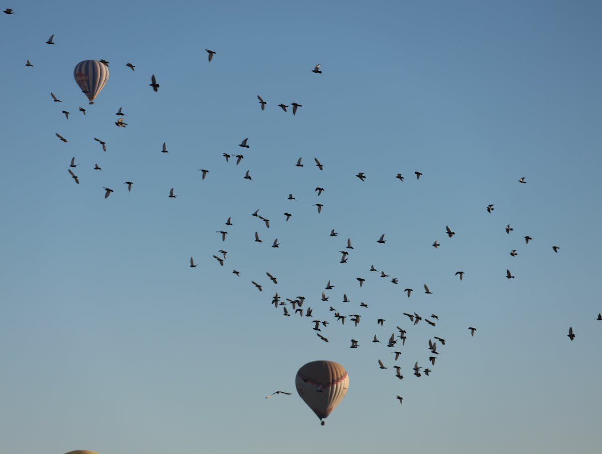 Hot air balloons and birds soaring in the sky of Cappadocia Turkey