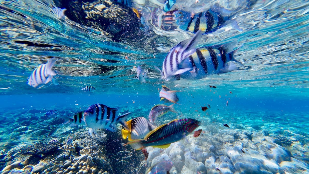 Colorful tropical fish swimming in a reef environment