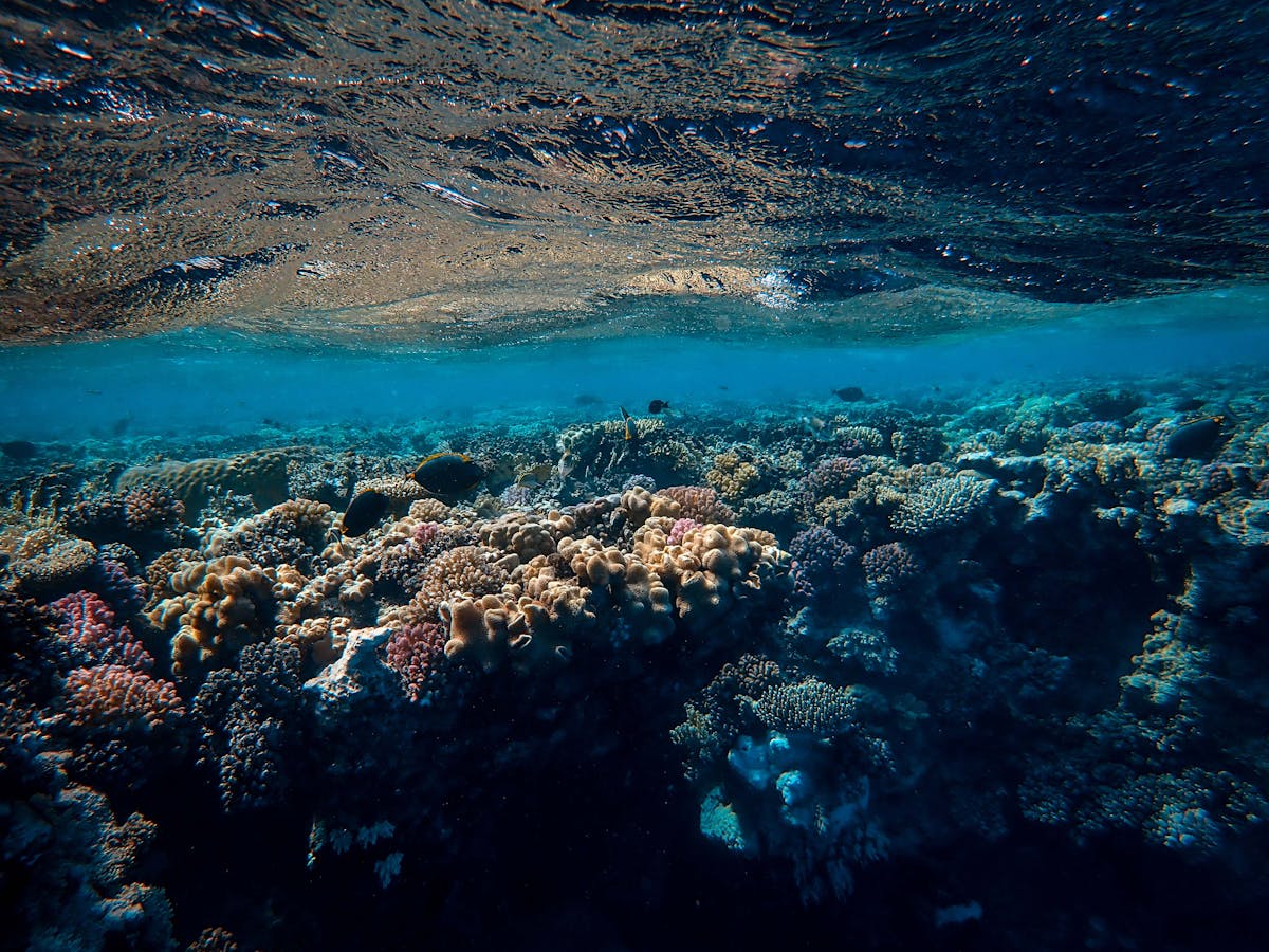 Coral reef ecosystem with diverse coral formations underwater