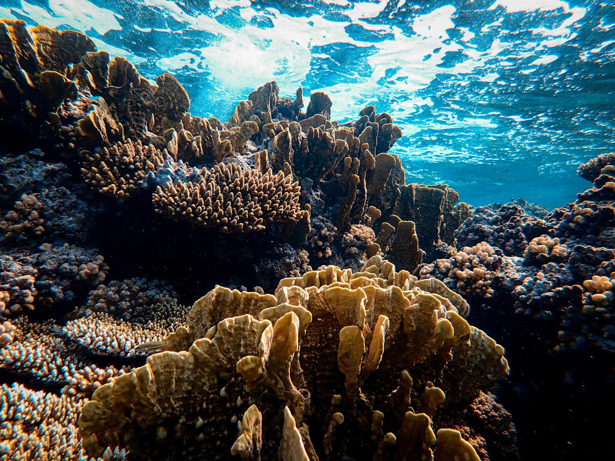 Green coral reef formation in blue sea with sunlight above