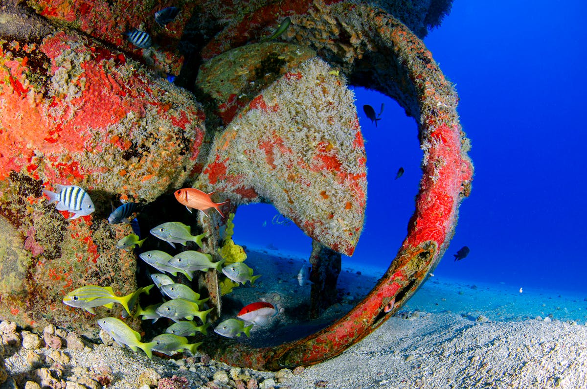 Colorful fish swimming around a coral-covered shipwreck propeller underwater
