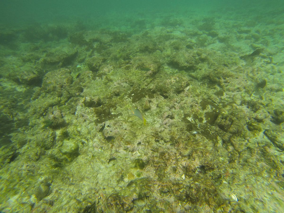 School of fish swimming near an underwater ocean reef