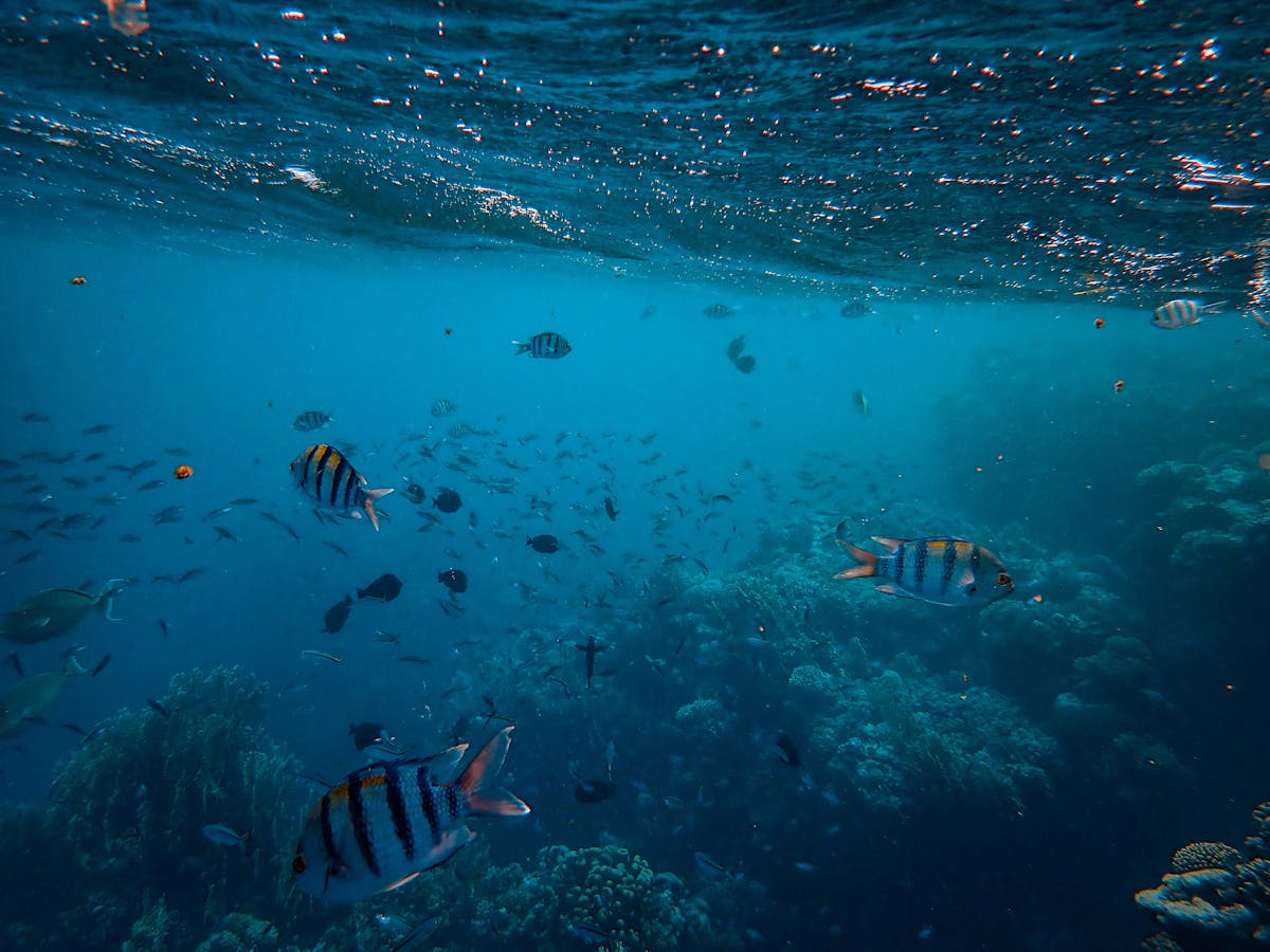 School of colorful tropical fish swimming near coral reef underwater