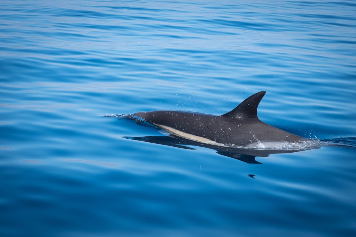 A dolphin gliding through clear blue ocean water