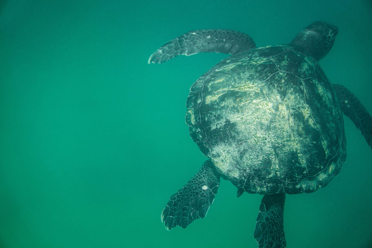 Close-up of a green sea turtle swimming underwater