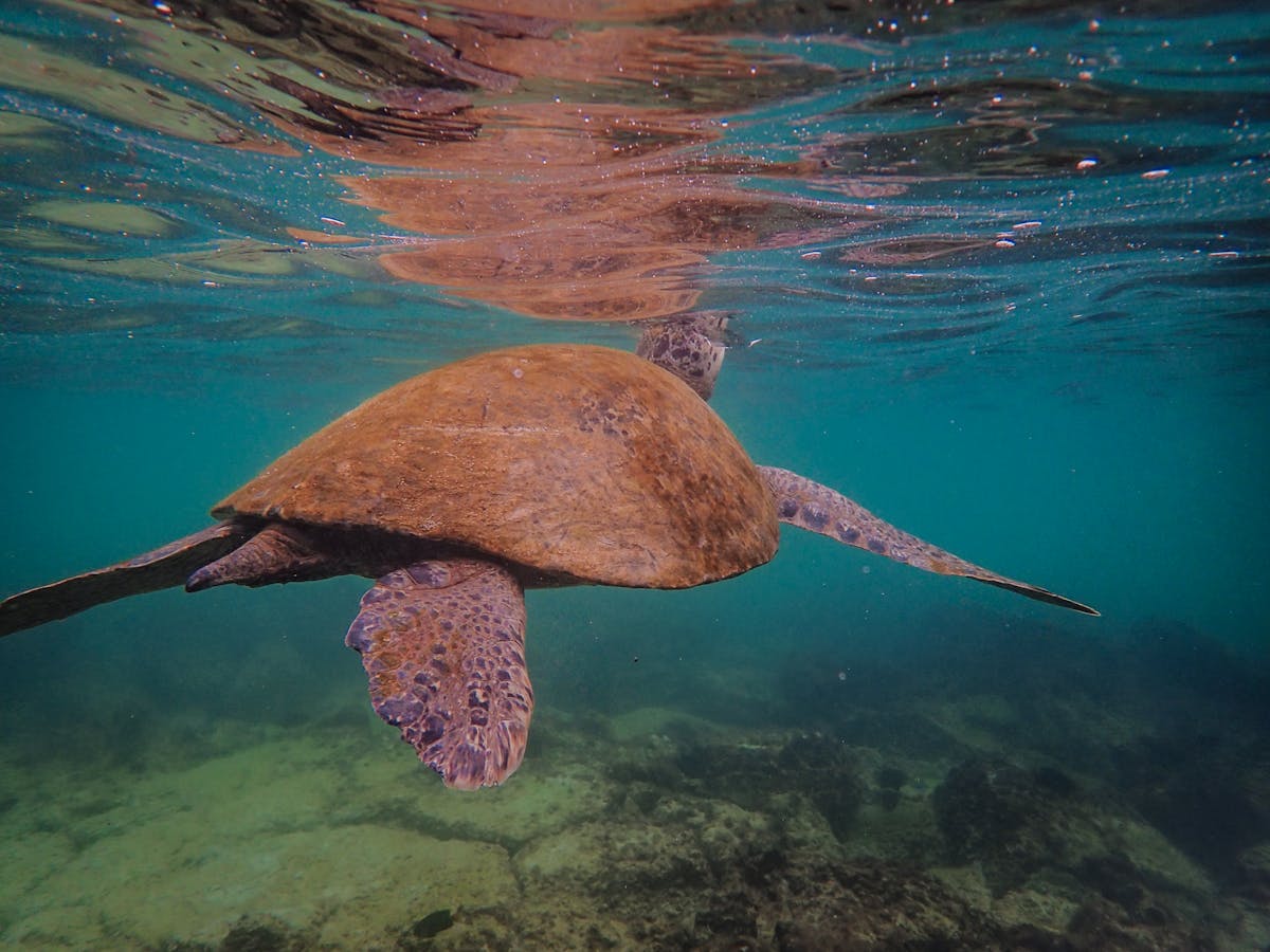 Green sea turtle swimming gracefully in clear blue water