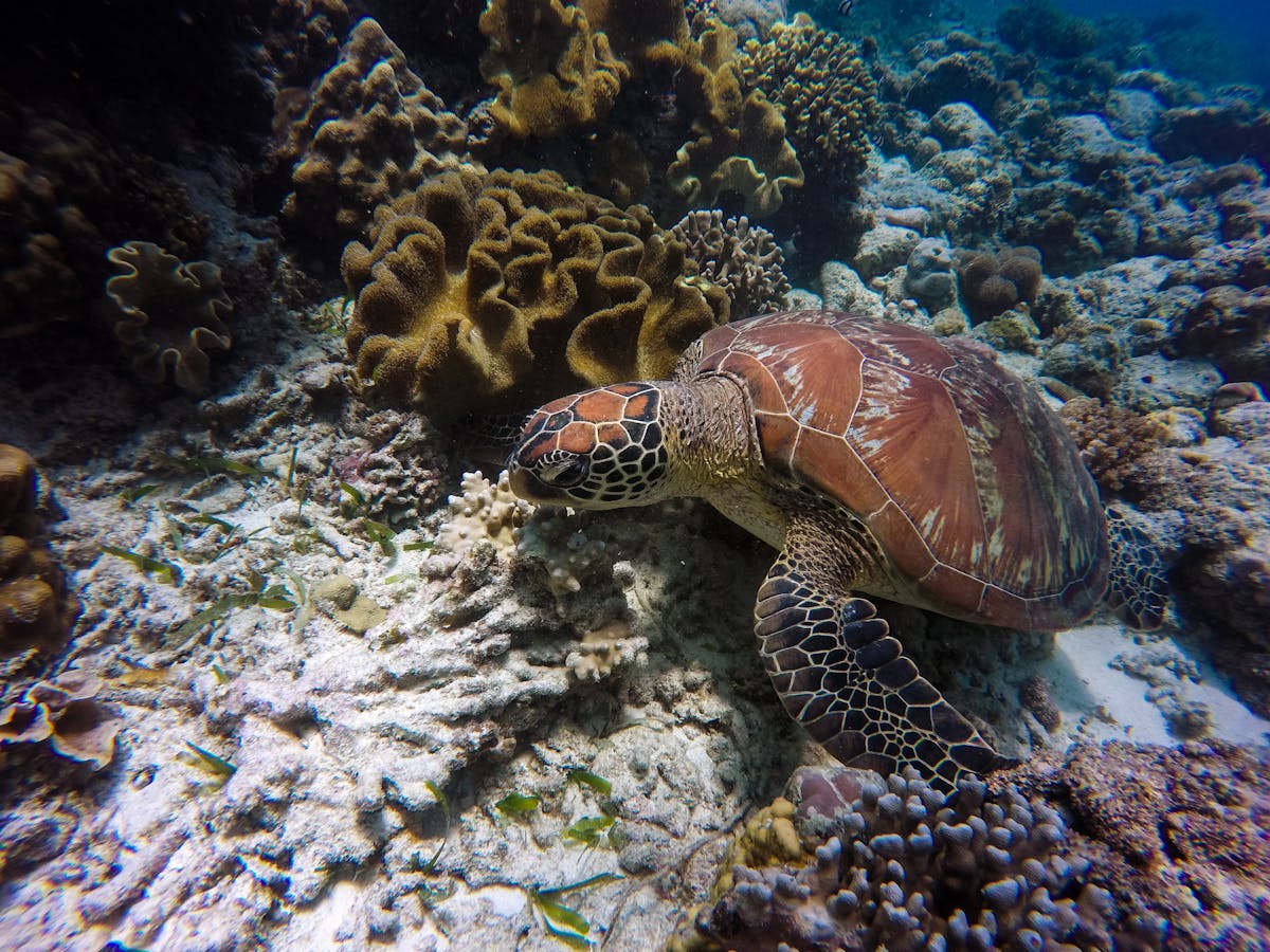 Sea turtle gliding through a colorful coral reef underwater
