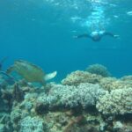 Snorkeler swimming near a sea turtle in clear ocean water