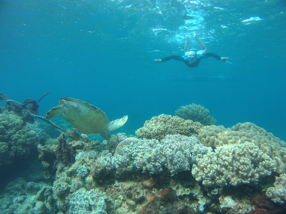 Snorkeler swimming near a sea turtle in clear ocean water