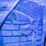 Sharks swimming overhead in the glass tunnel at Barcelona Aquarium