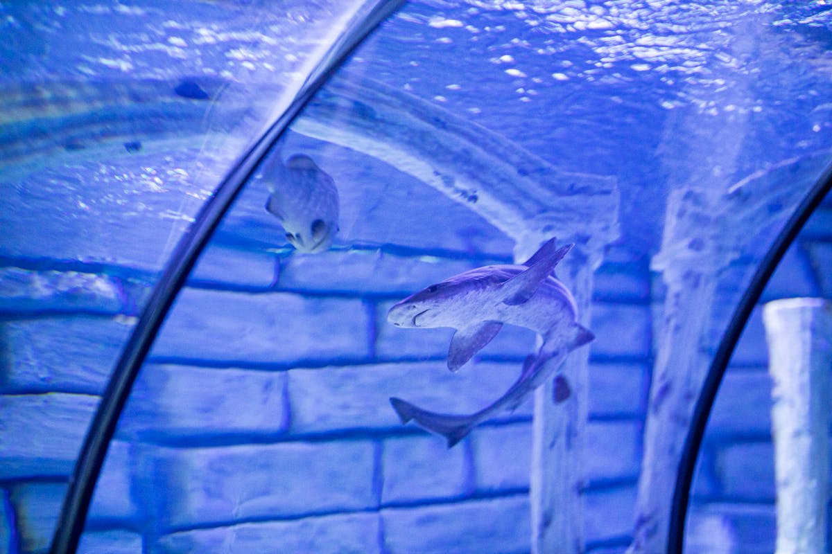 Sharks swimming overhead in the glass tunnel at Barcelona Aquarium