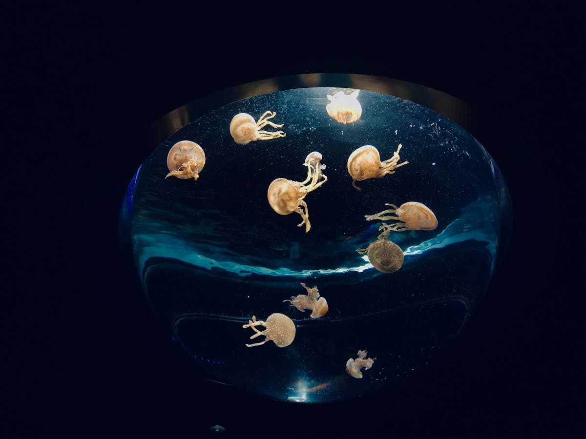 Translucent jellyfish floating in a glowing blue tank
