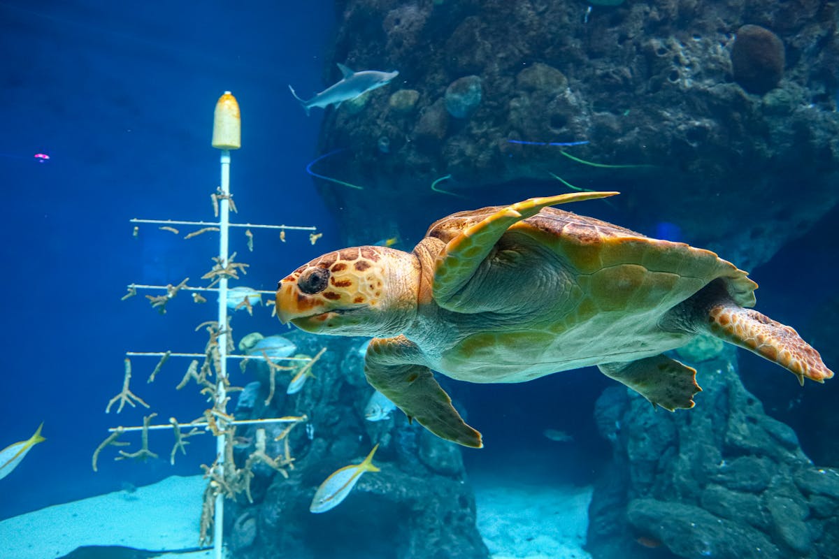Sea turtle gliding through clear water in a large aquarium tank