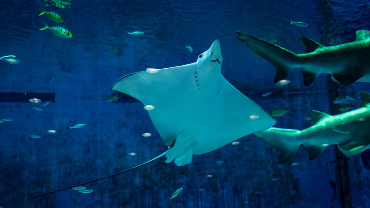 Stingray swimming alongside sharks in a deep aquarium tank