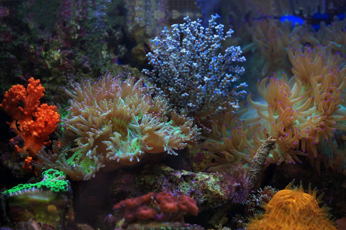 Colorful coral reef with tropical fish in an aquarium display