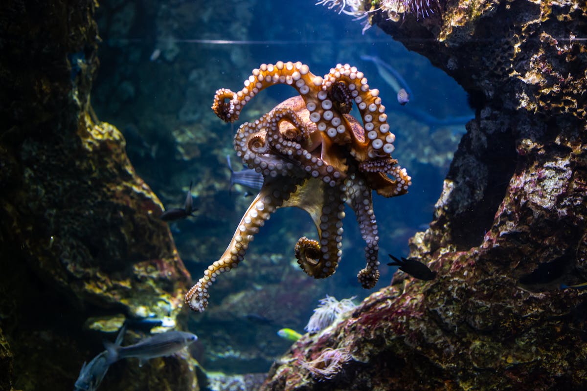 Octopus swimming in its tank at Barcelona Aquarium