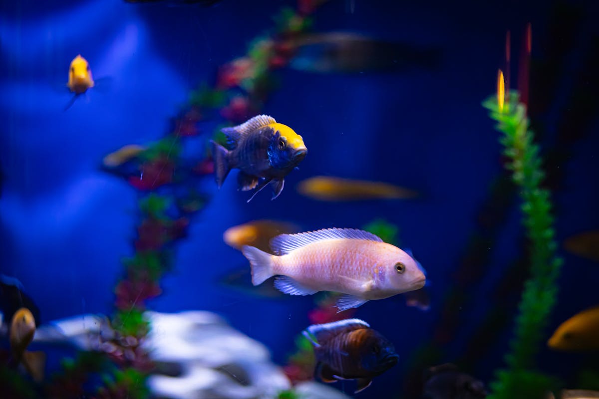 Bright tropical fish schooling in a well-lit aquarium tank