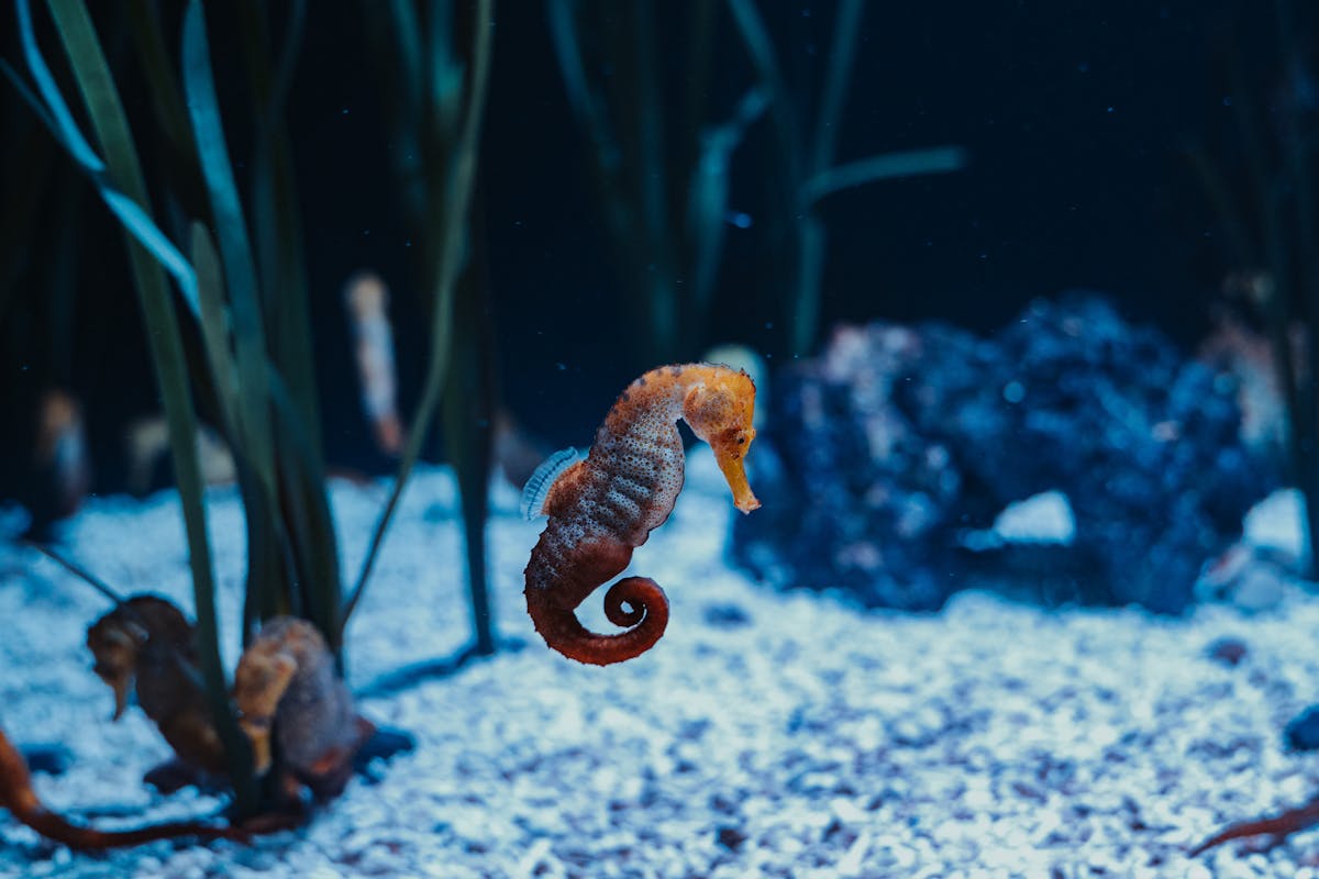 Seahorse floating among seagrass in a marine display