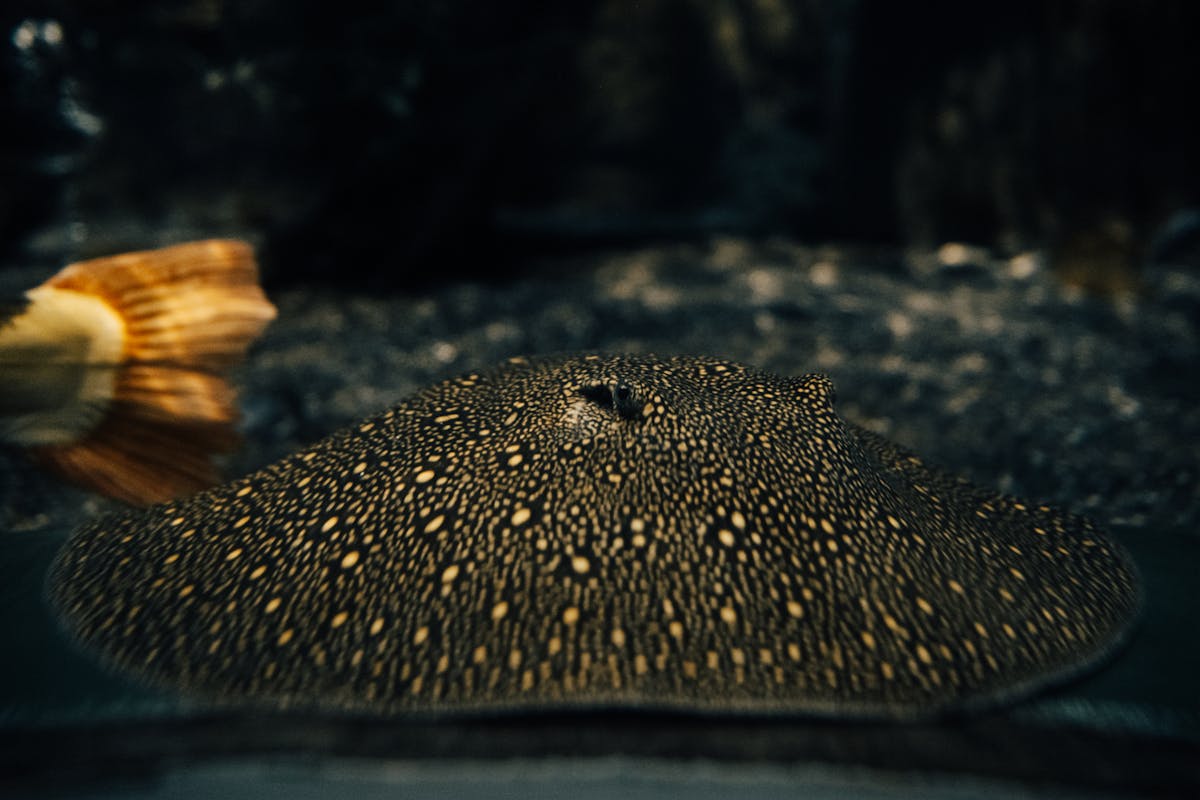 Spotted stingray gliding across the bottom of an aquarium tank