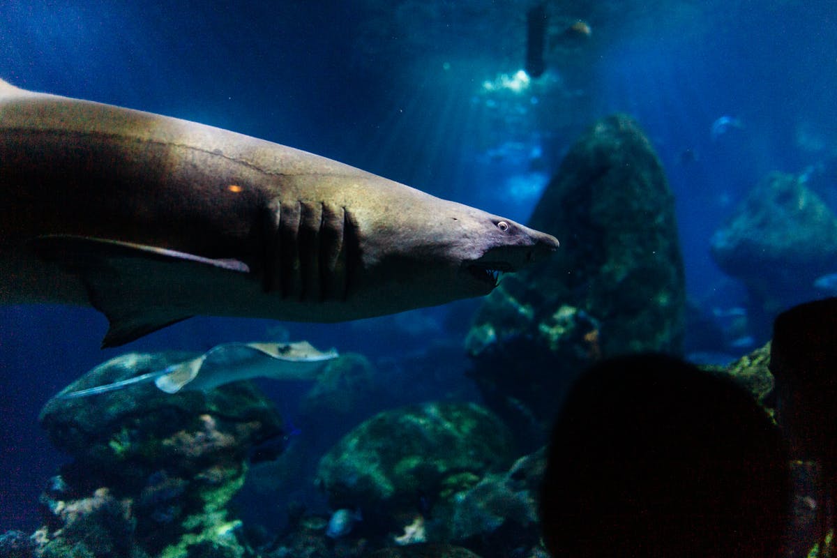 Visitors walking through the underwater glass tunnel