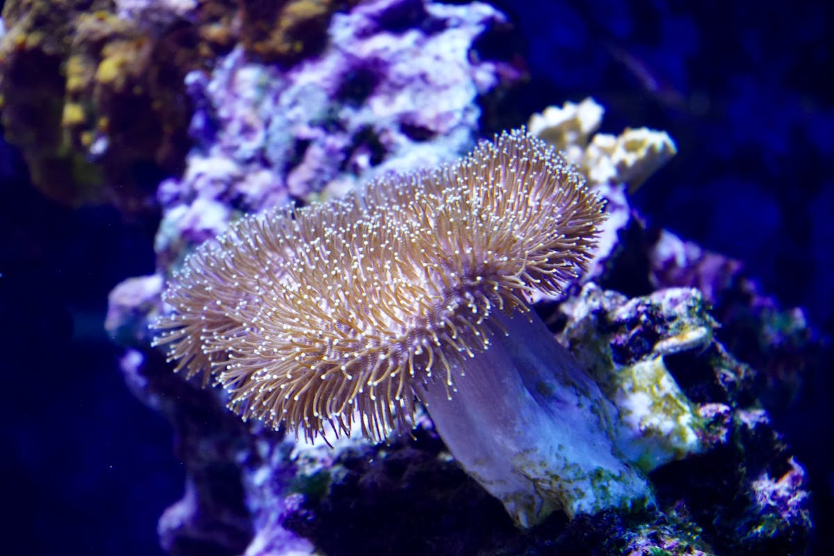 Vibrant mushroom coral in a colorful reef aquarium