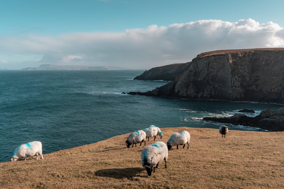 Sheep grazing on Aran Islands limestone landscape with stone walls
