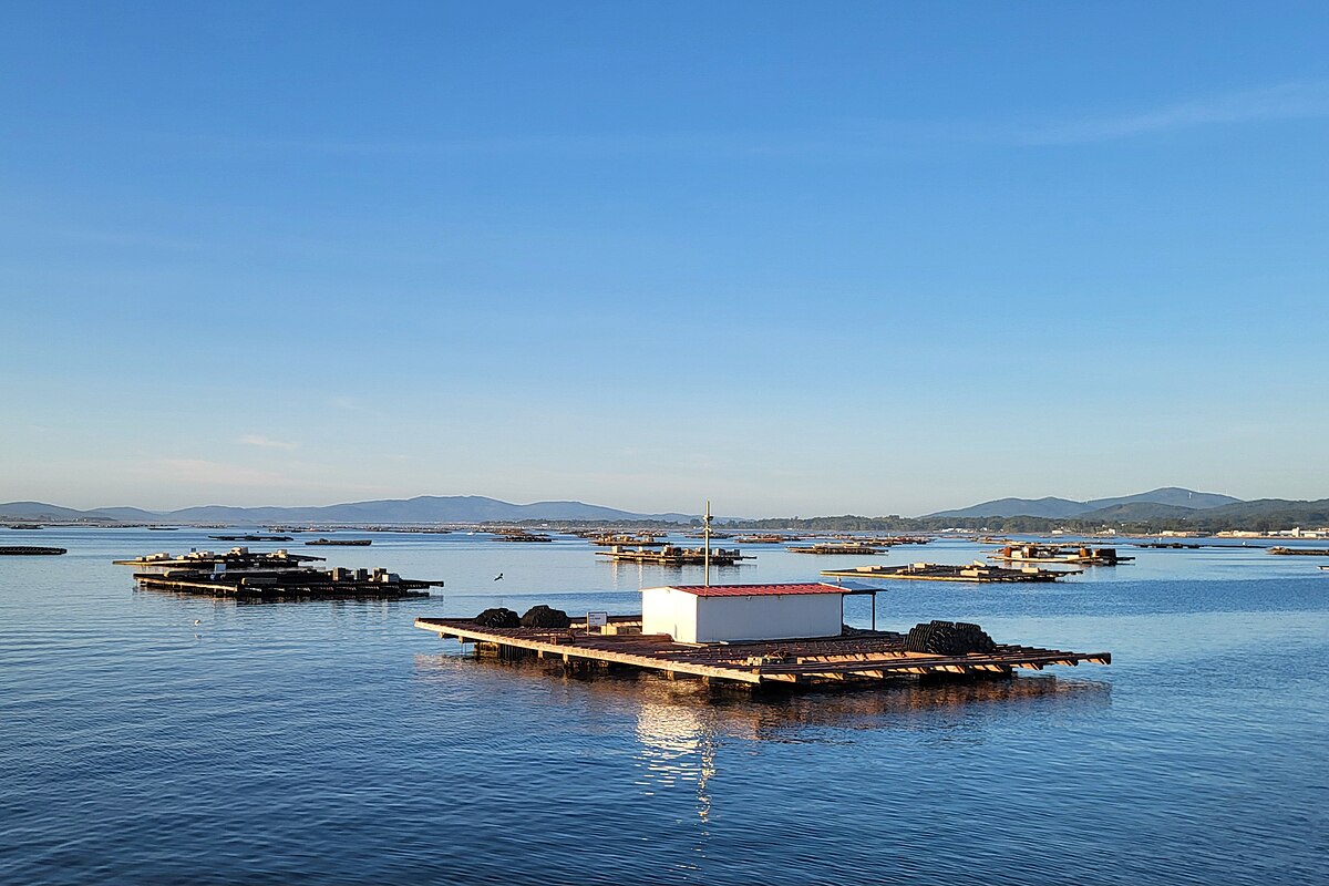 Floating wooden batea mussel rafts on the Ria de Arousa estuary in Galicia