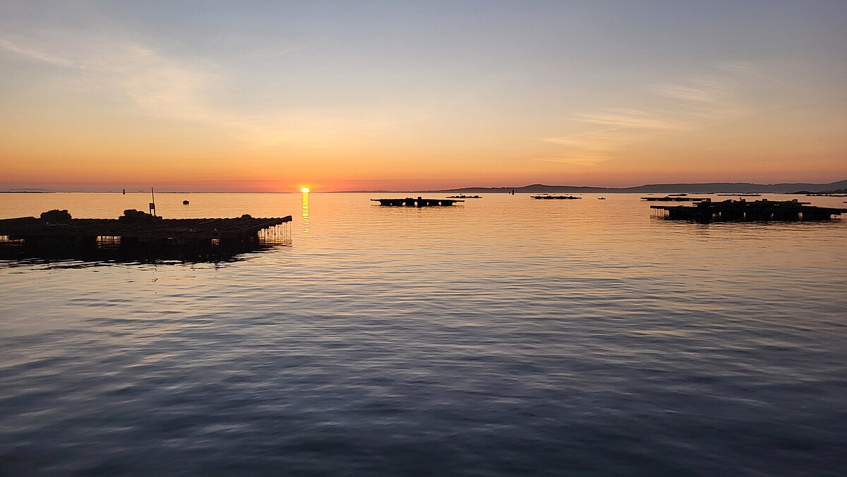 Mussel culture rafts floating on the Ria de Arousa at sunset