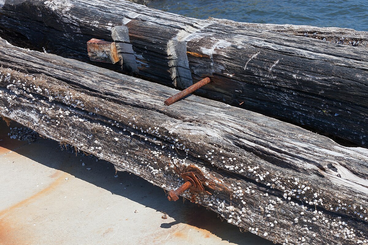 Close-up of batea wooden beams for mussel farming in Rianxo Galicia