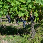 Clusters of ripe purple wine grapes hanging from vines in a sunlit Bordeaux vineyard