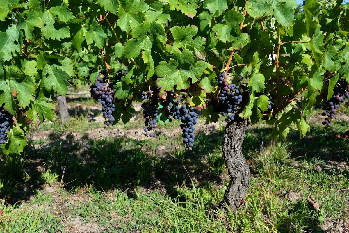 Clusters of ripe purple wine grapes hanging from vines in a sunlit Bordeaux vineyard