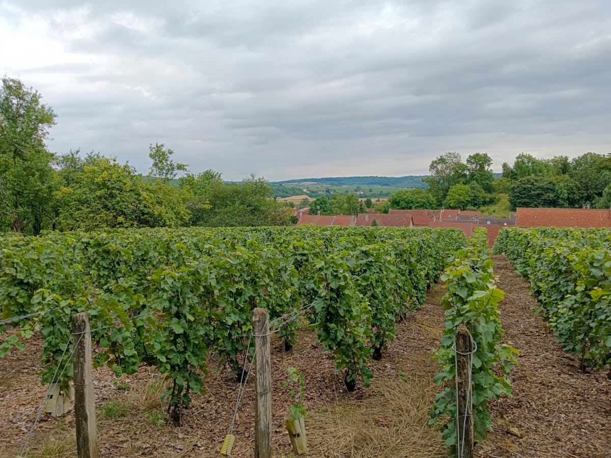 A peaceful vineyard in rural France under cloudy sky with lush green vines and distant hills