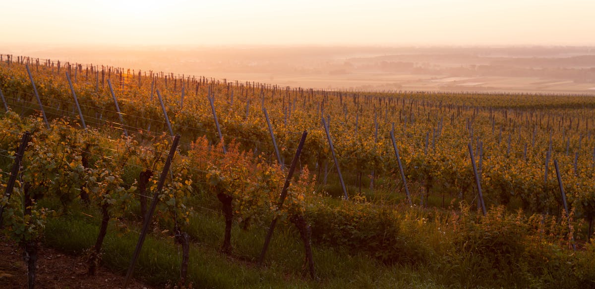 Warm golden sunset light casting across rows of French grapevines