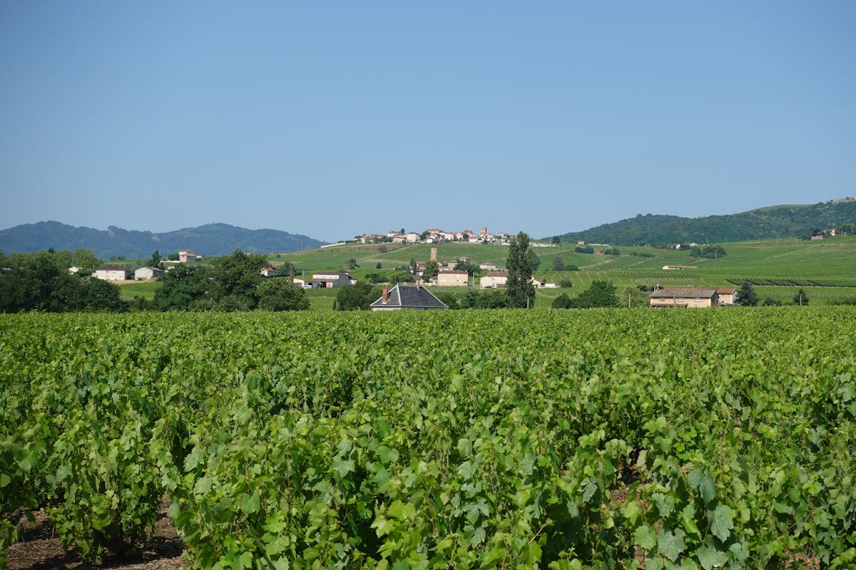 Lush green vineyard in France with a small village visible in the background under clear sky