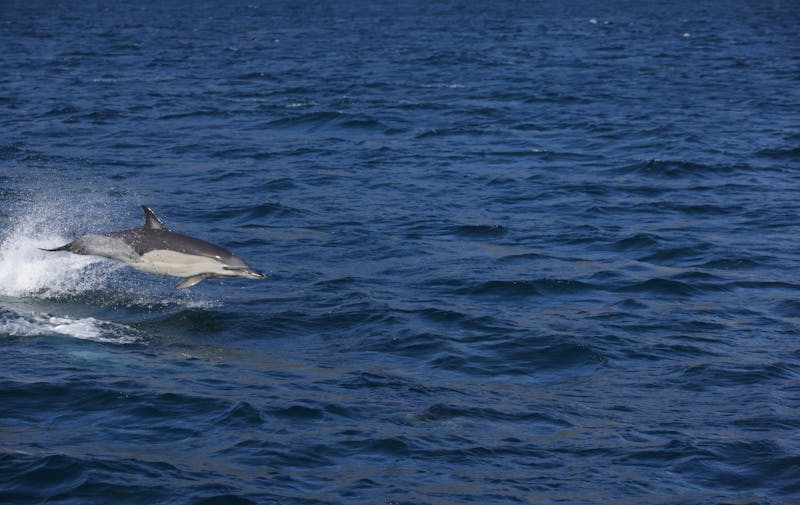 A bottlenose dolphin jumping above the ocean waves on a sunny day