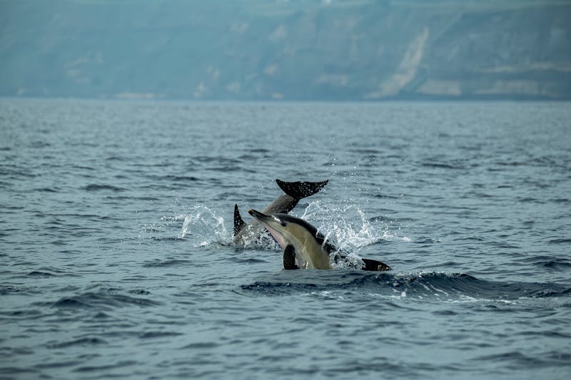 Group of dolphins leaping through the ocean with coastal cliffs in the background