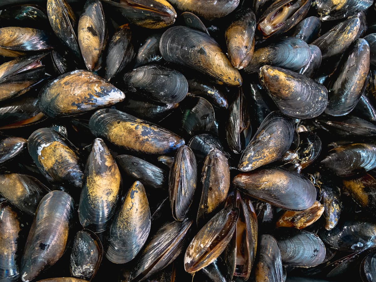 Close-up view of fresh mussels in their dark shells
