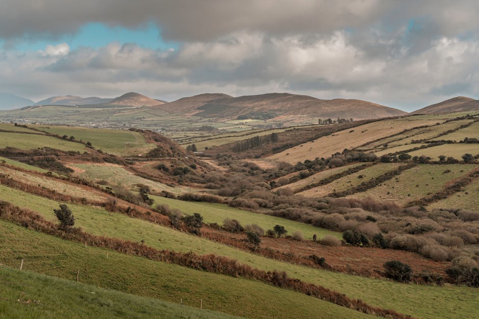 Rolling green Irish countryside with stone walls and sheep
