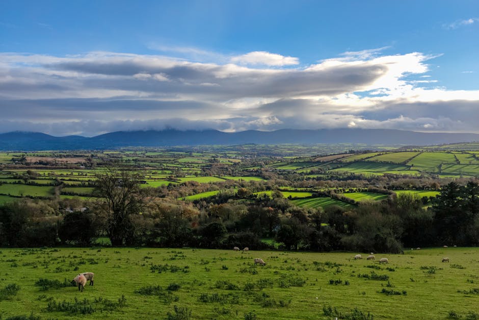 Green Irish countryside with scattered trees and farmland