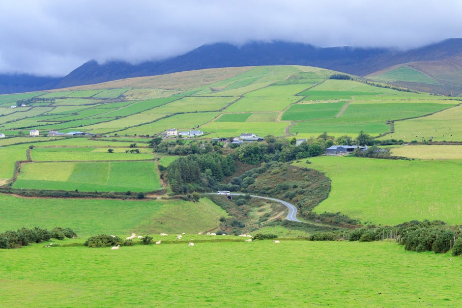 Winding Kerry road along rocky Atlantic coast with sheep