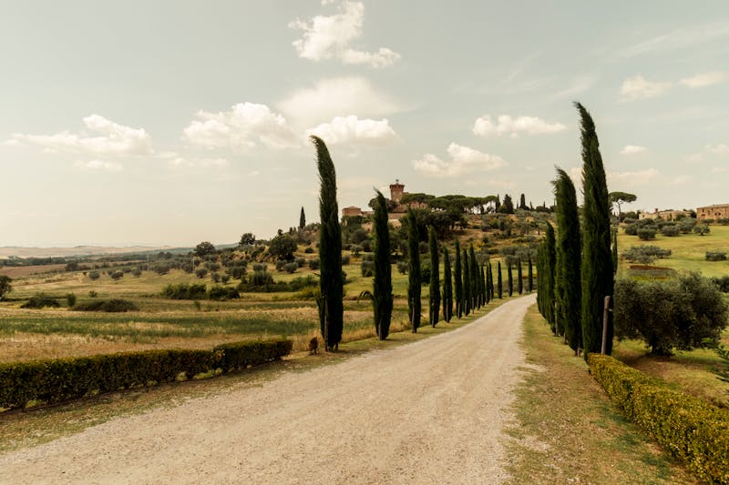 A scenic road lined with cypress trees running through the Tuscan countryside under blue sky