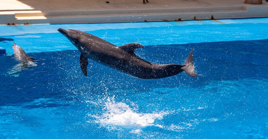 A dolphin leaping mid-air in a clear blue aquarium setting