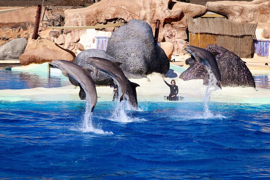 Four dolphins jumping simultaneously during a show with trainer at an aquarium
